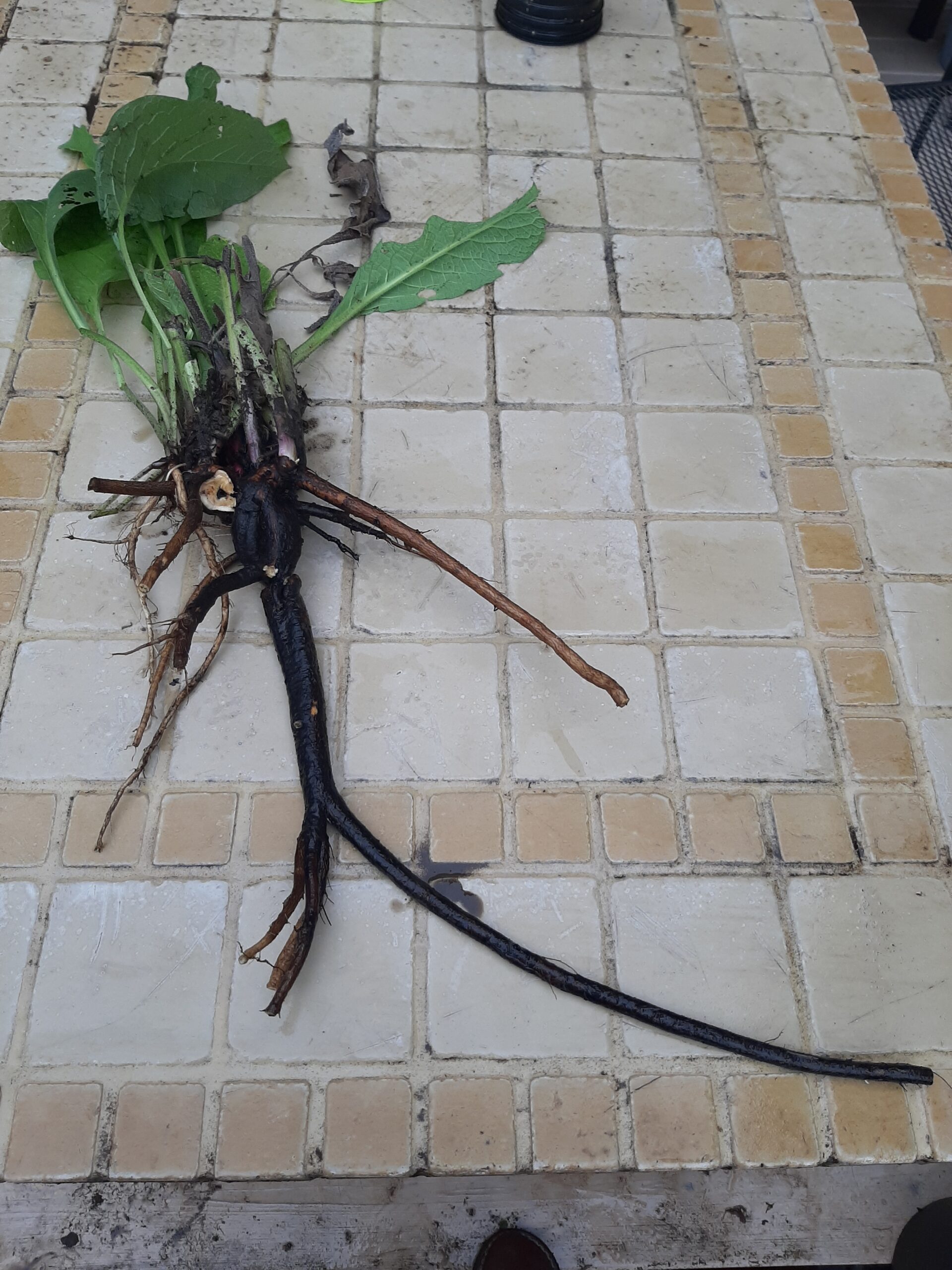 Racine pivotante – astuces pour intégrer les plantes bio à son jardin ...