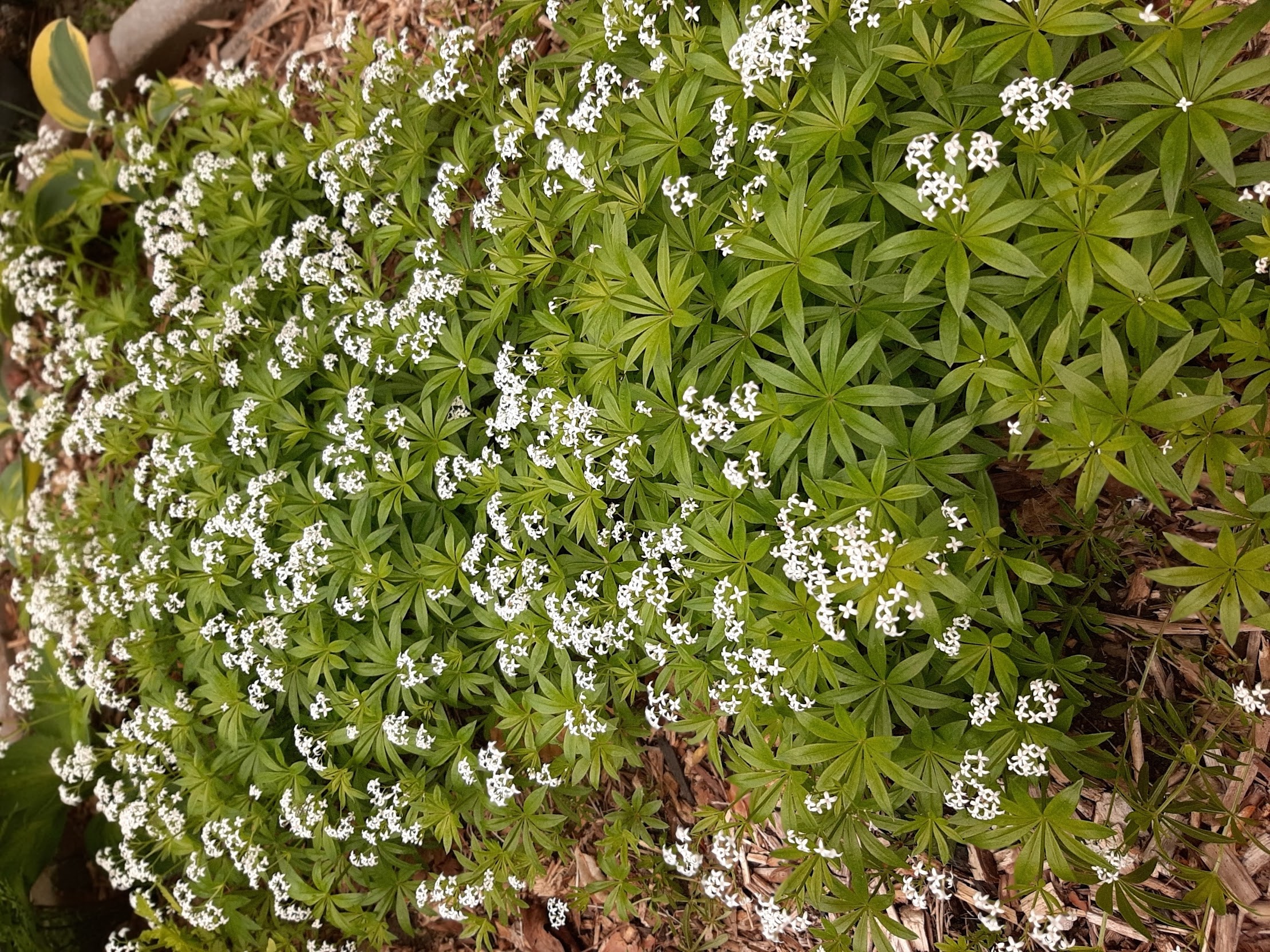 Connaissez-vous l’aspérule odorante (Galium odoratum)? – astuces pour ...