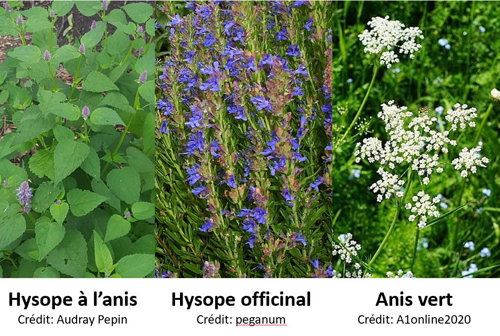 Hysope à l’anis, un "must" pour le goût et la vue au jardin