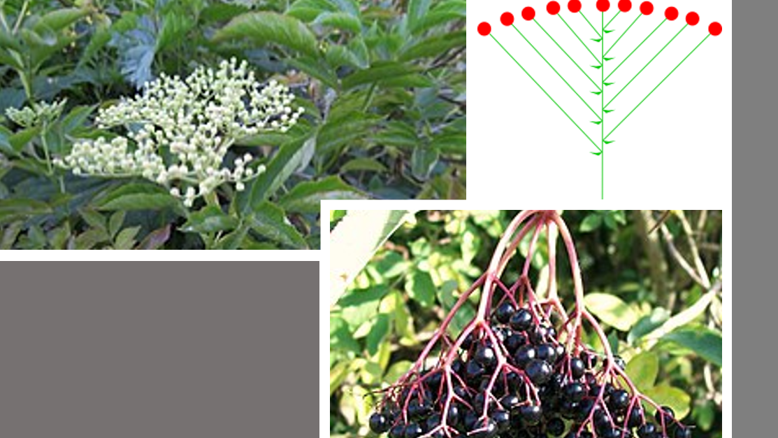 Corymbe (inflorescence en corymbe)