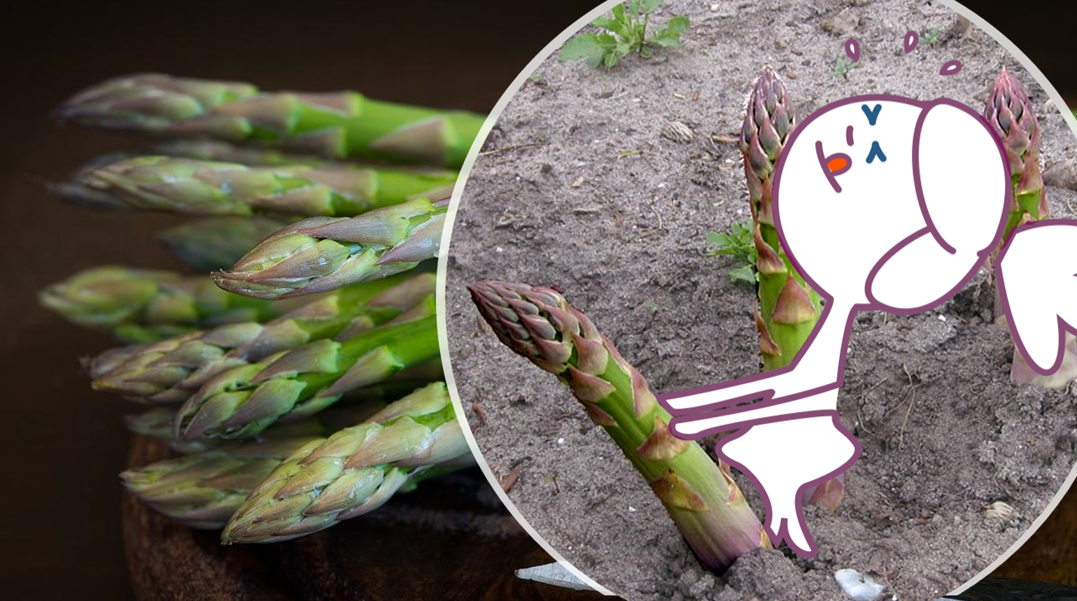 Cycle De Vie De La Plante D'asperge Culture D'Asperges | Famille